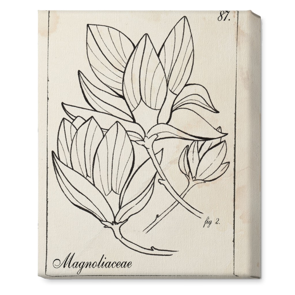 Vintage Plate Magnolia Sketch - Beige and Black Print | Shutterfly